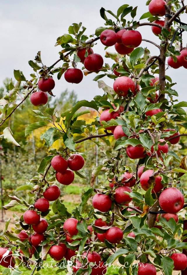 The Perfect Fall Apple Orchard Day Trip - Recreated Designs