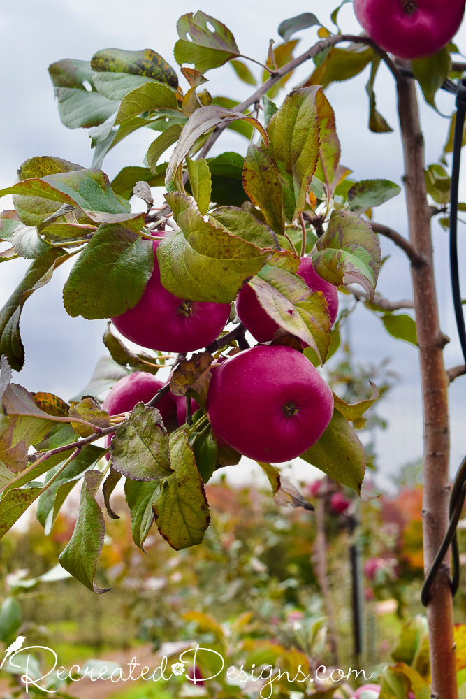 The Perfect Fall Apple Orchard Day Trip - Recreated Designs